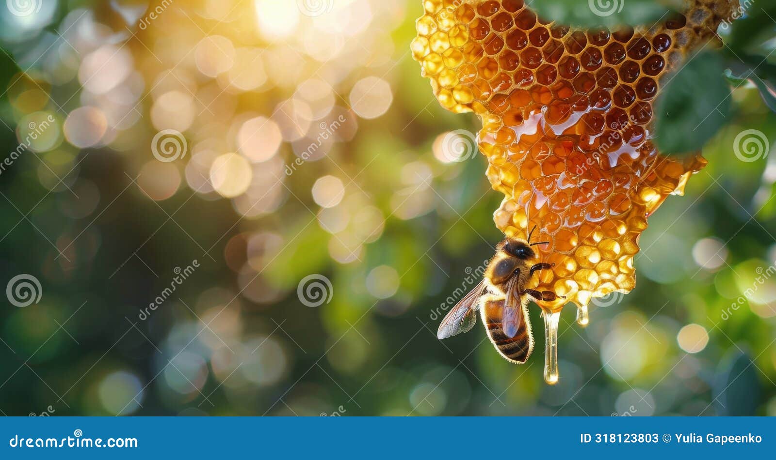 Honey Dripping from a Honeycomb in the Sunlight Stock Image - Image of ...