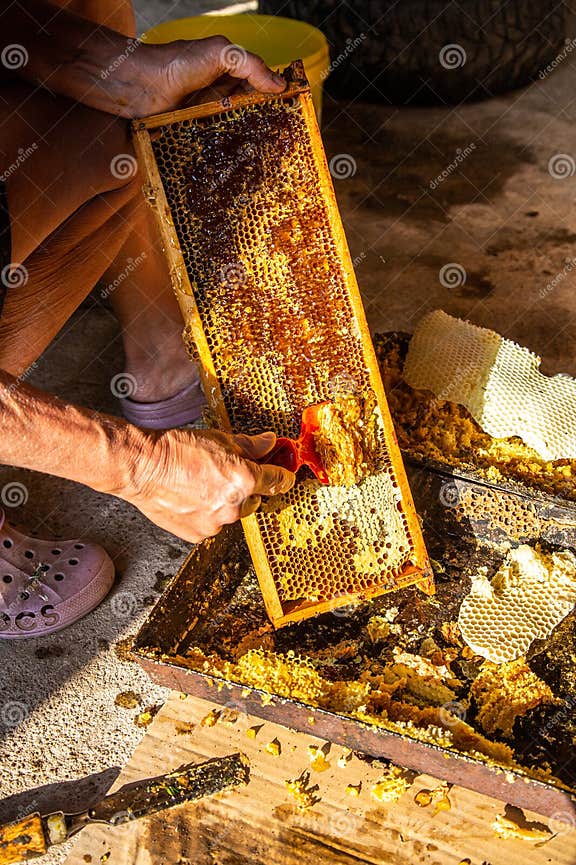 Honey Extraction Process with a Honeycomb Frame in a Rustic Setting ...