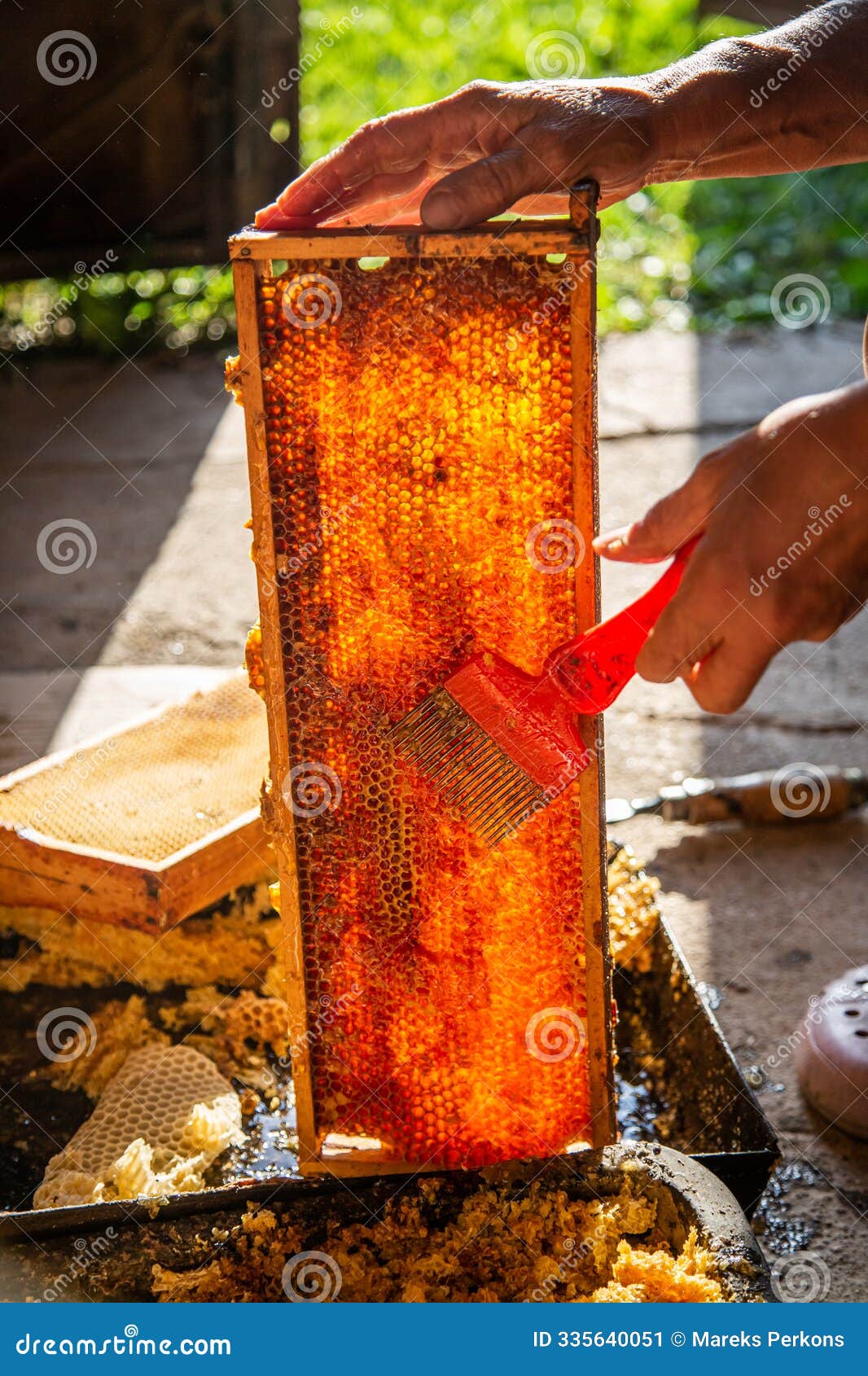 Honey Extraction Process With A Honeycomb Frame In A Rustic Setting ...