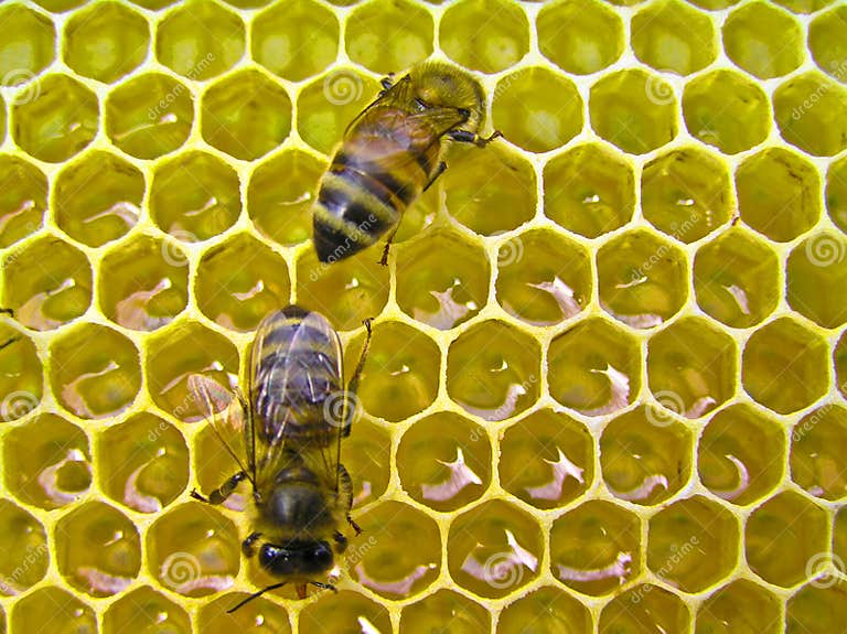 Honey Factory stock photo. Image of communication, beekeeping - 15388224