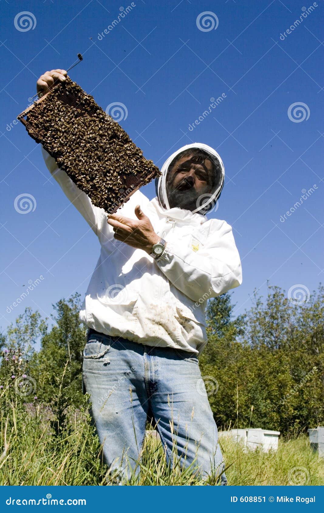 Honey Farmer stock image. Image of honeycomb, hive, apiary - 608851