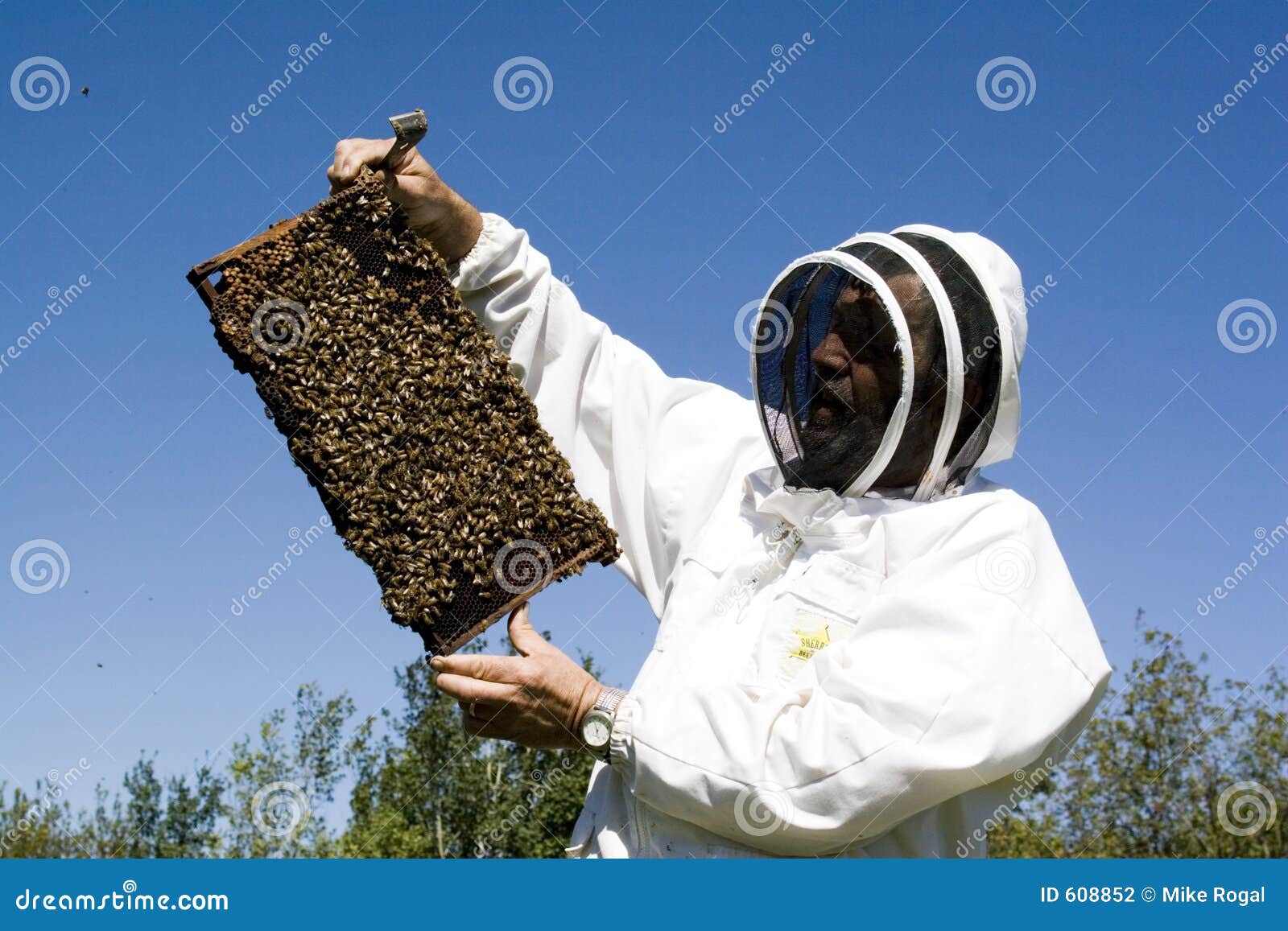 Honey Farmer stock photo. Image of hive, nest, farming - 608852