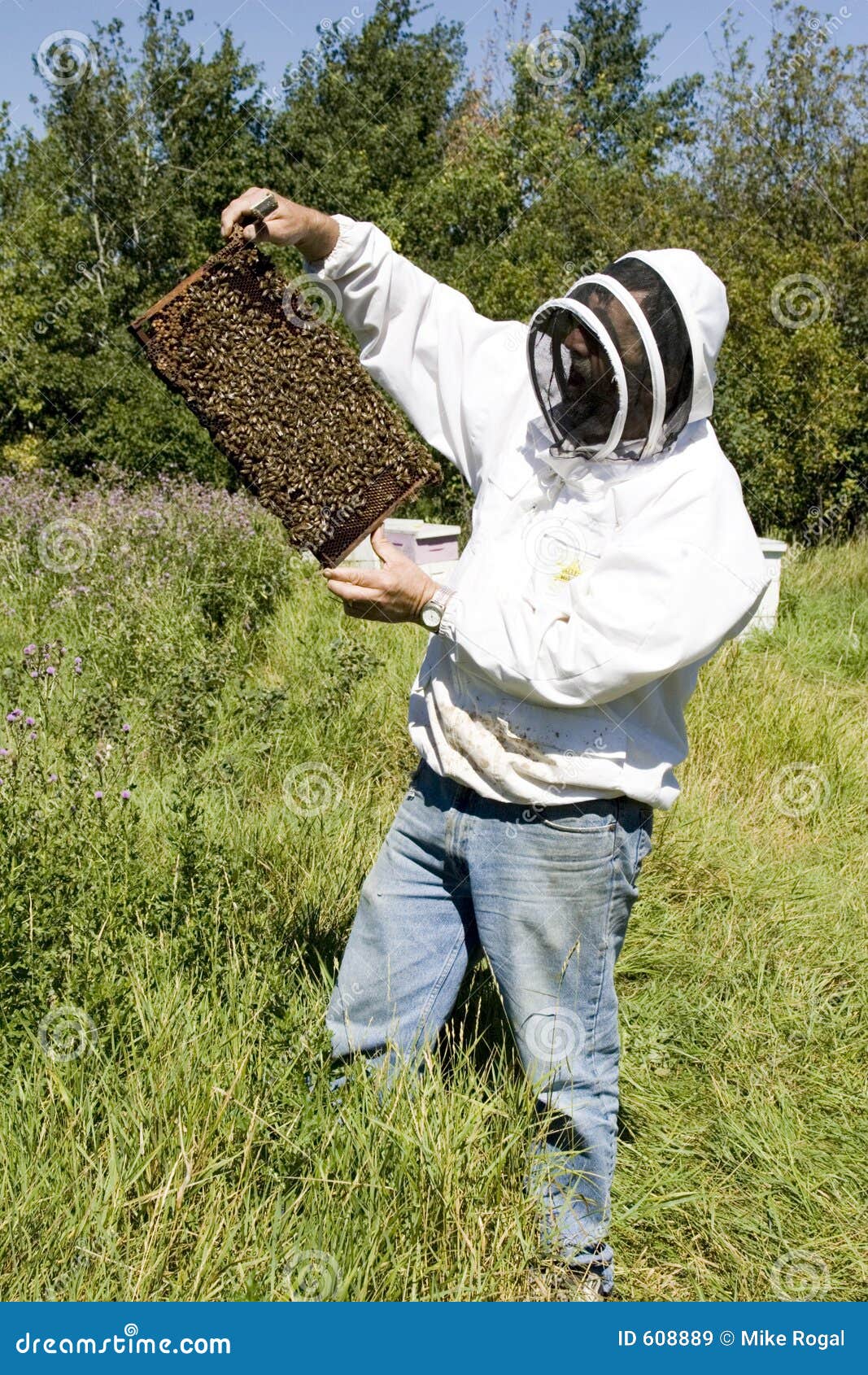 Honey Farmer stock image. Image of grass, agriculture, beehive - 608889
