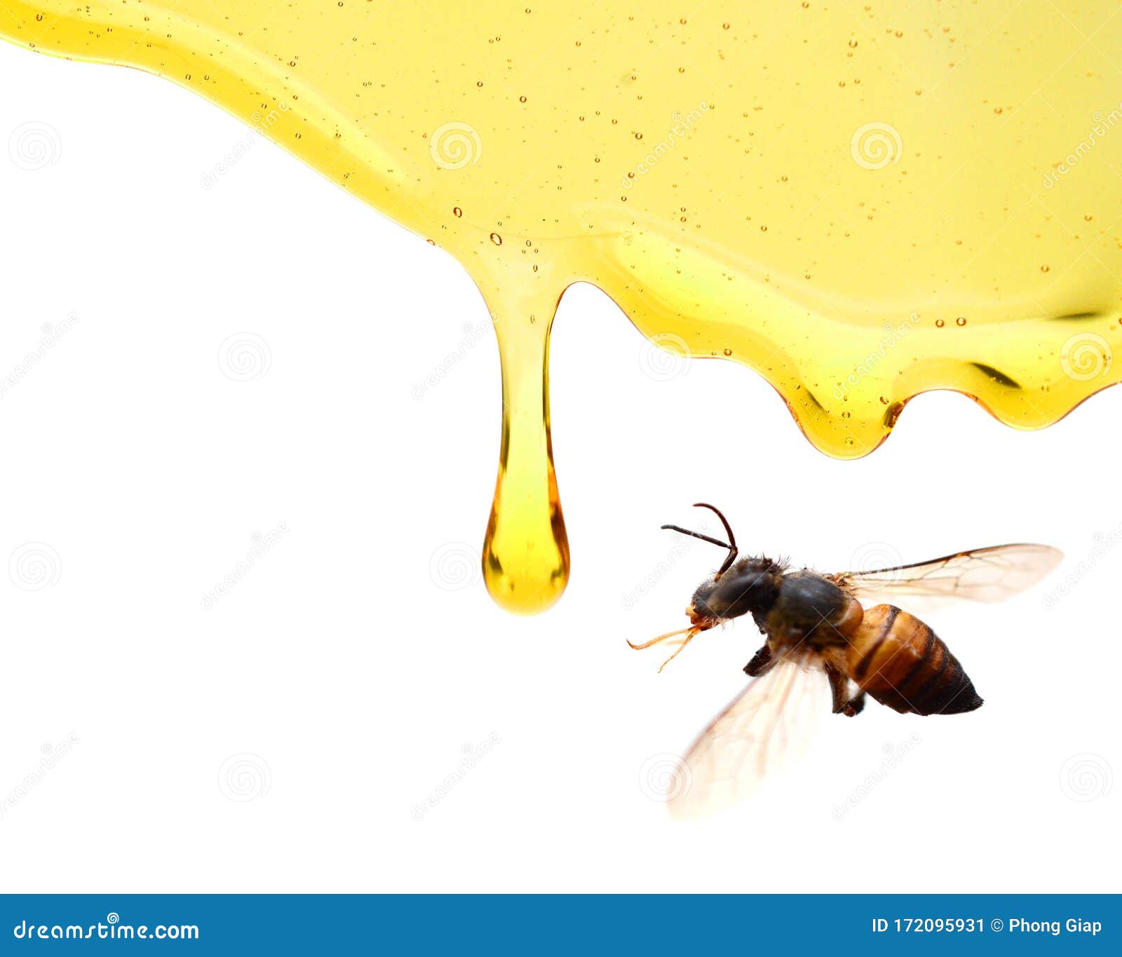 Honey flow isolated. stock image. Image of isolated - 172095931