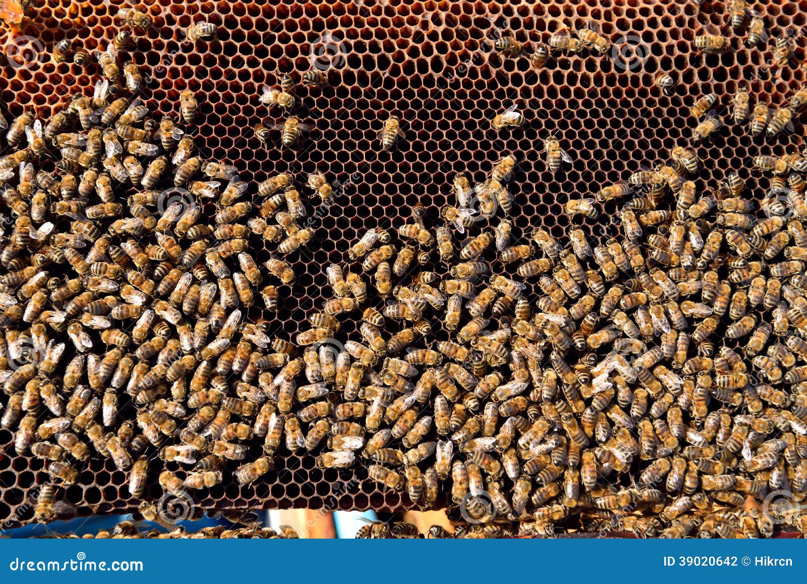 Honey frame stock photo. Image of business, frame, collaboration - 39020642