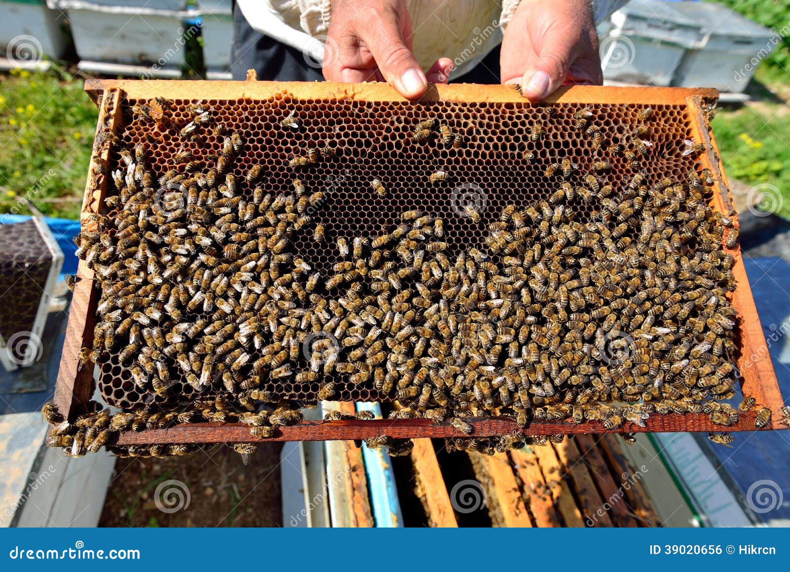 Honey frame stock photo. Image of nature, insects, gold - 39020656