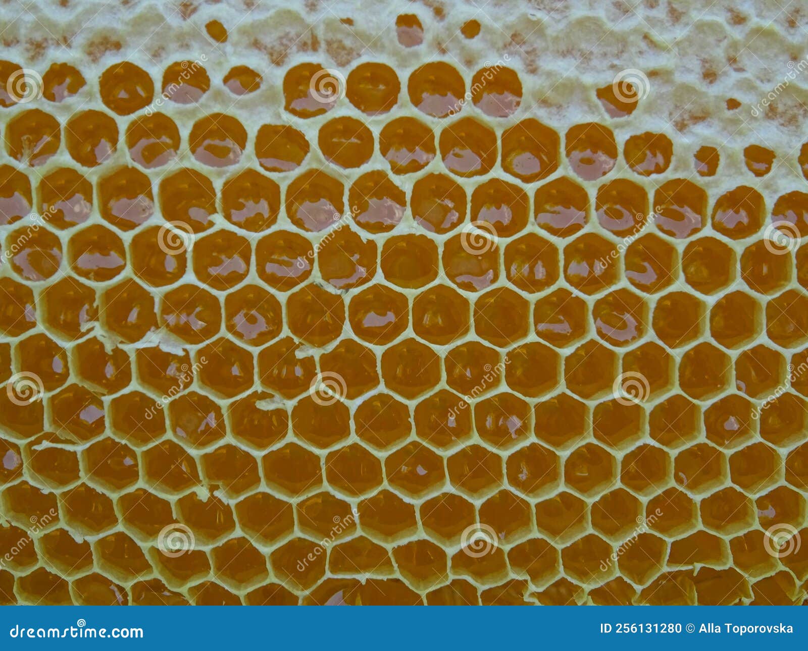 The Honey in the Frame is Collected by Bees Stock Photo - Image of ...