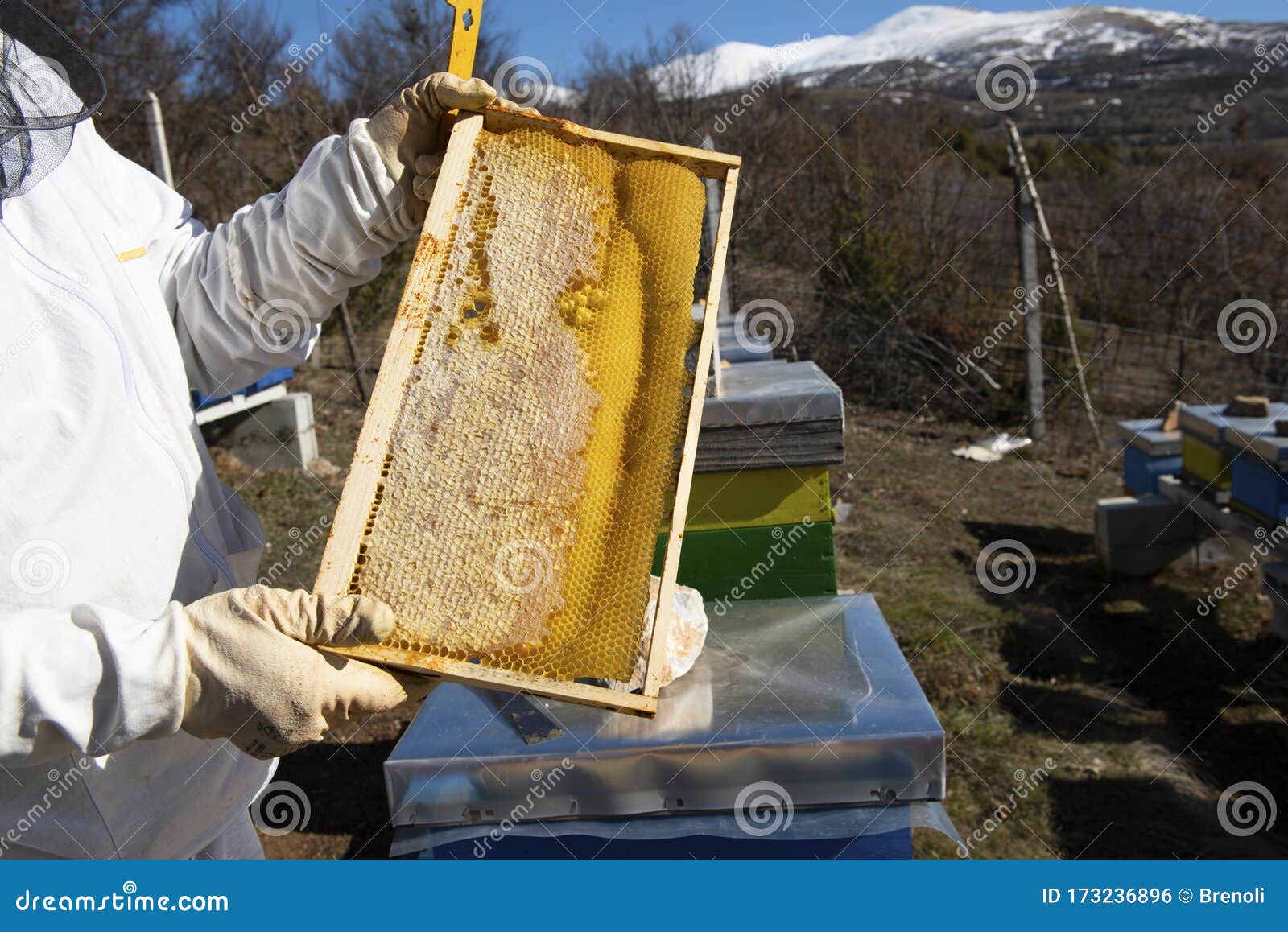 Honey frame stock photo. Image of farm, element, advertising - 173236896