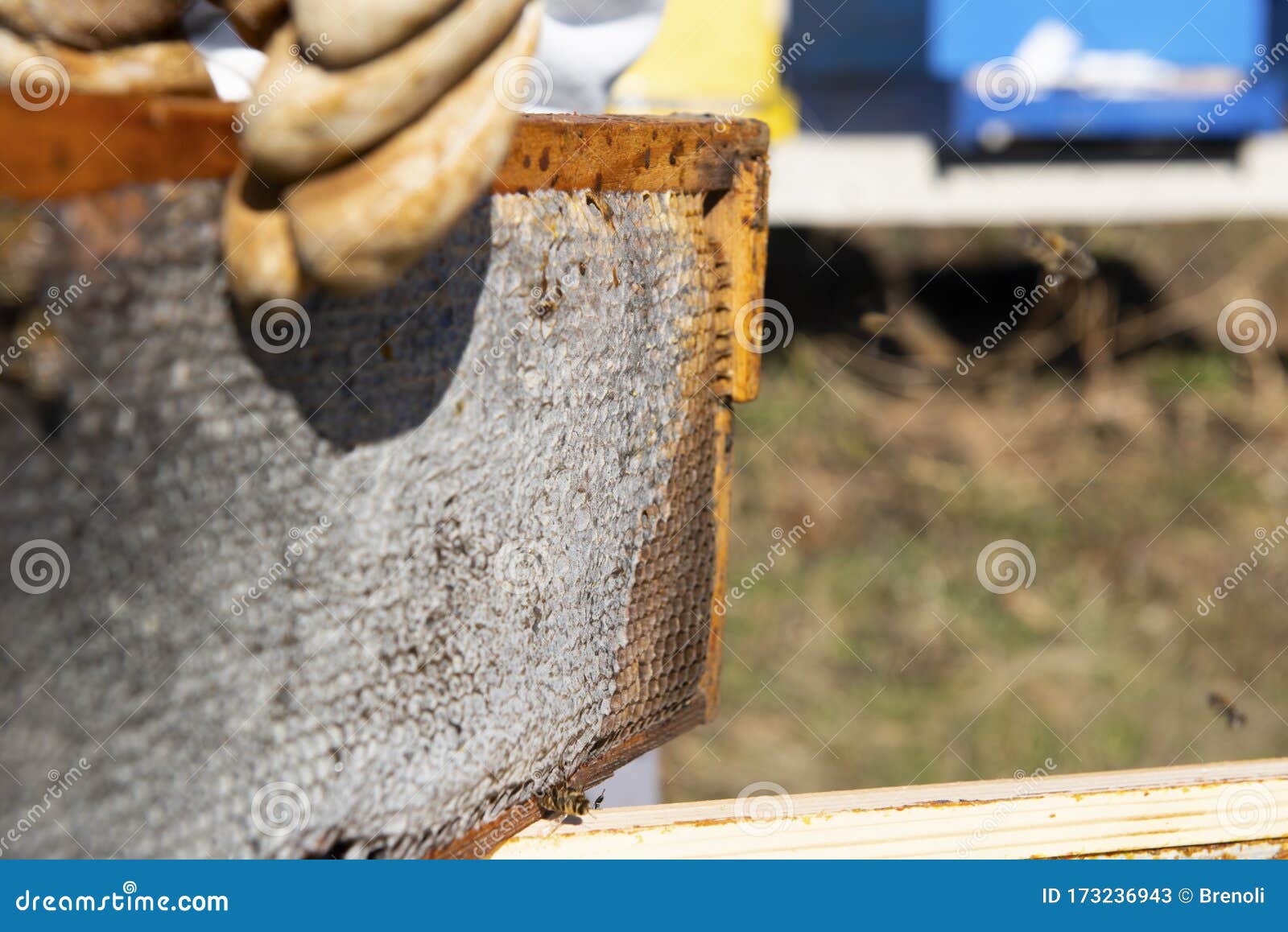 Honey frame stock image. Image of apiculture, beehive - 173236943