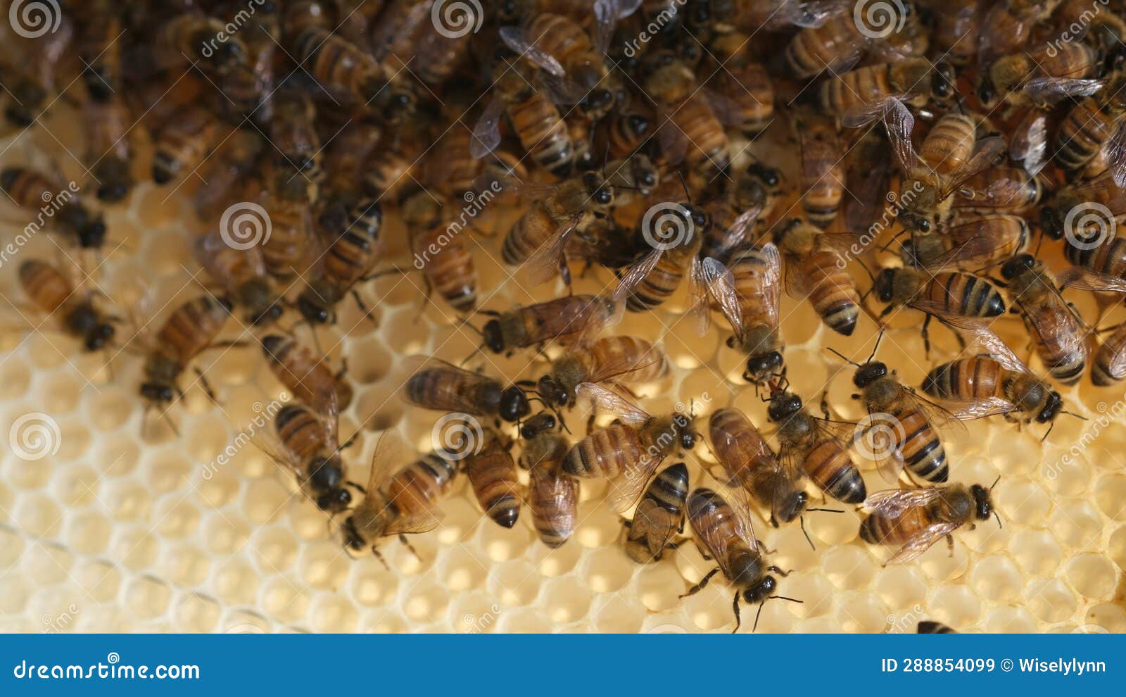 Honey Frame with Lot of Bees and Honey. Stock Image - Image of ...