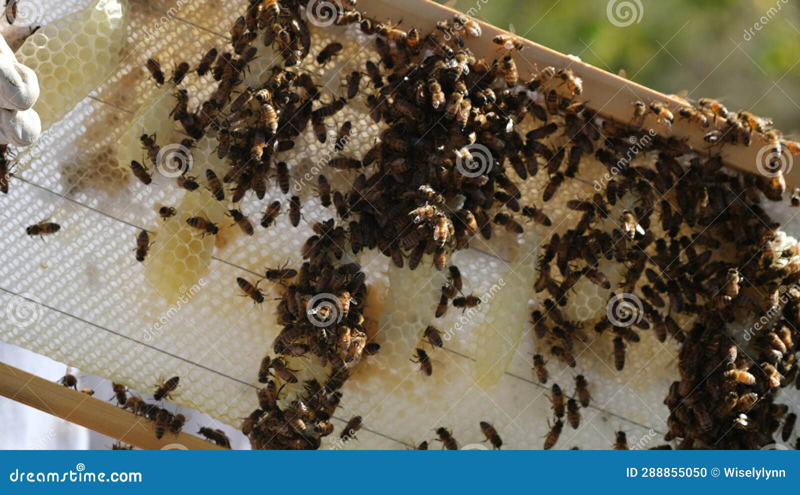 Honey Frame with Lot of Bees and Honey. Stock Photo - Image of ...
