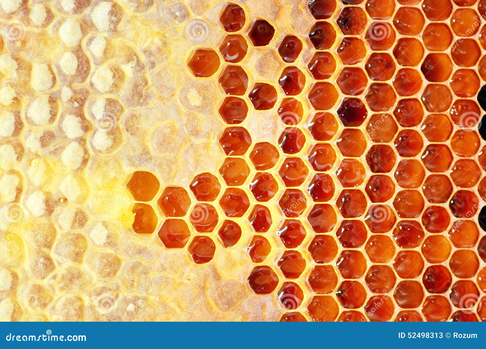 Honey in frame stock image. Image of cell, cluster, hexagon - 52498313
