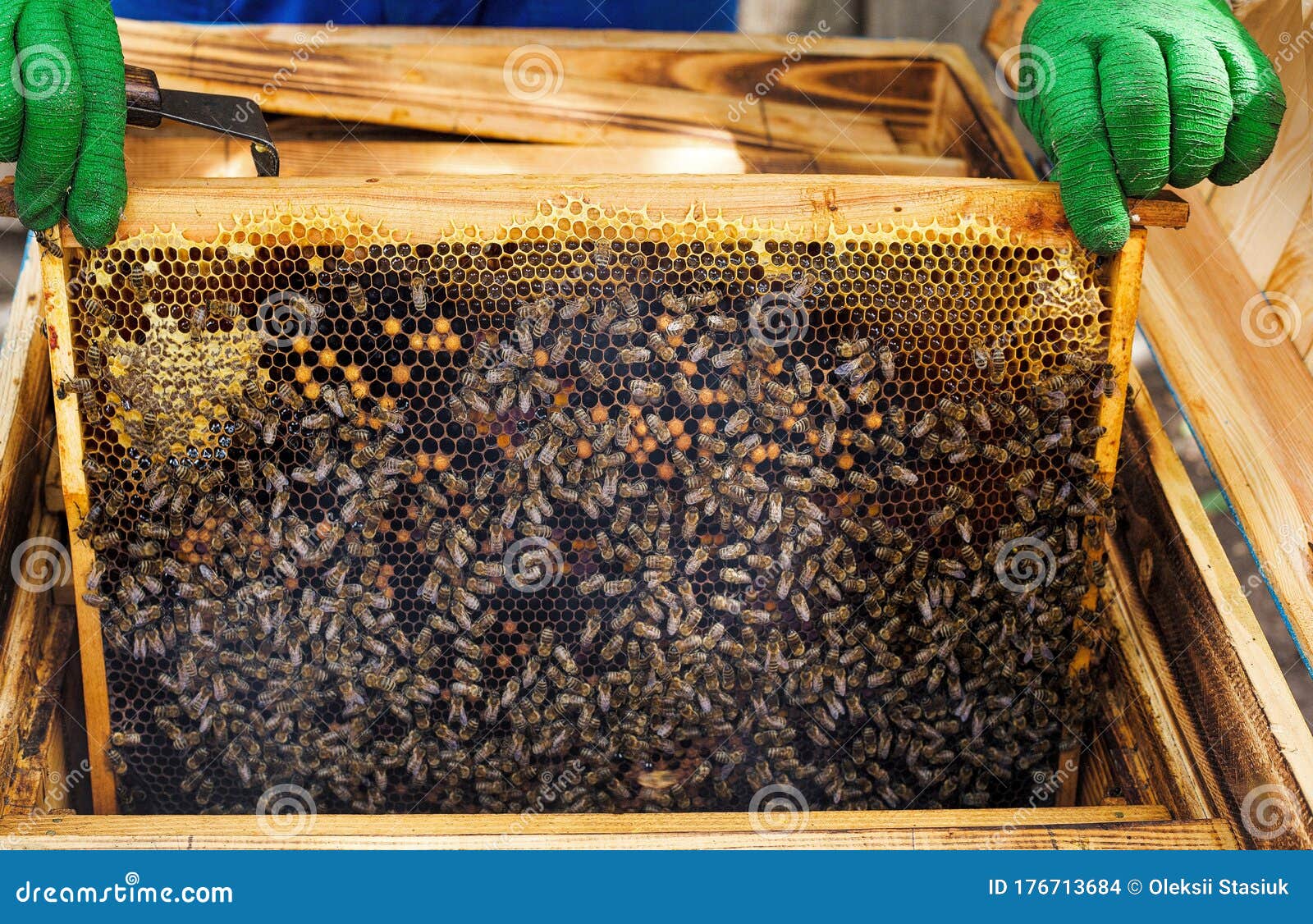 Honey in Frame. Texture Design Stock Photo - Image of organic, insect ...