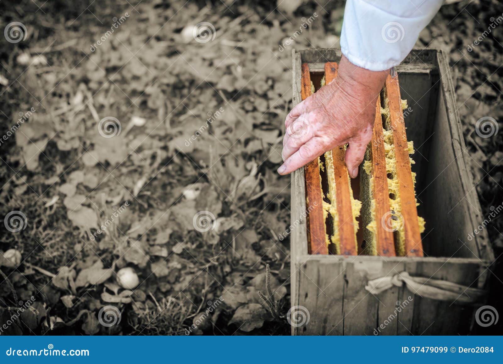Honey Frames are Inserted into the Box, Process of Obtaining Honey ...