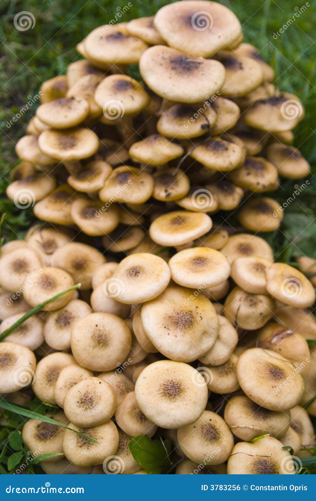 Honey fungus stock photo. Image of fresh, crop, nature - 3783256