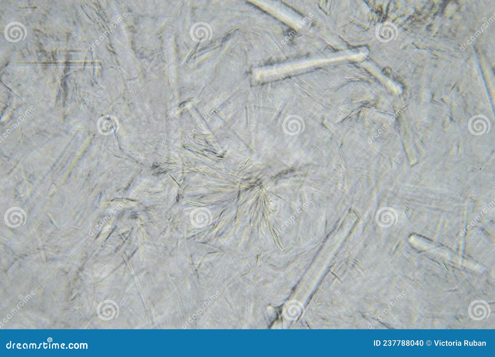 Honey with Large Rectangular Sugar Crystals Under Microscope Stock ...