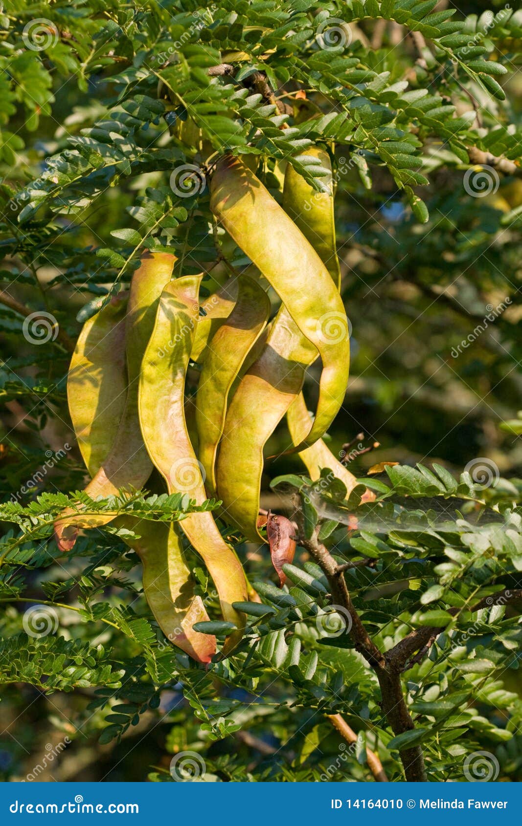 Honey Locust stock photo. Image of bush, seed, plant - 14164010