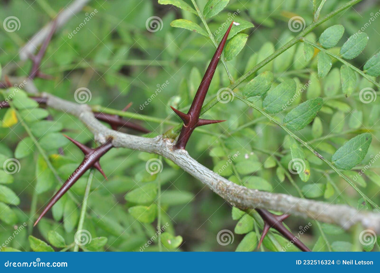 Honey Locust Tree In The Falll With Dangerous Spikes Stock Photo ... Honey Locust Tree In The Falll With Dangerous Spikes Stock Photo ...