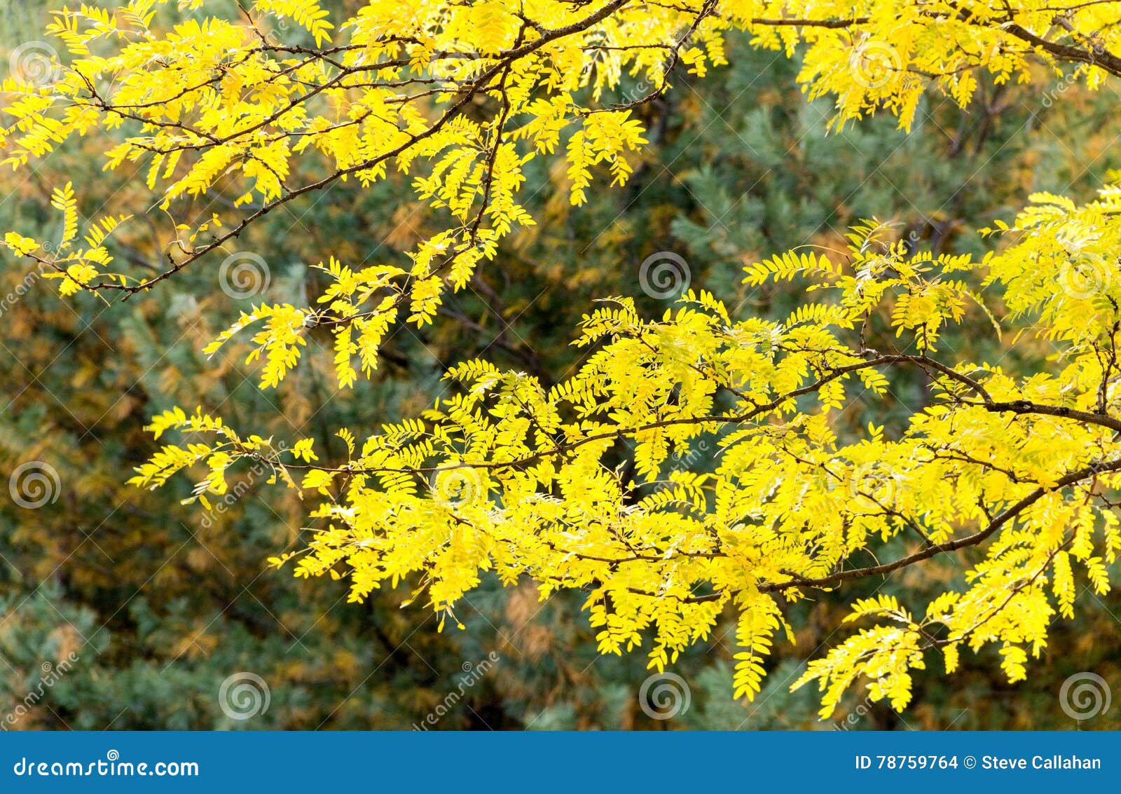 Honey Locust Tree In The Falll With Dangerous Spikes Stock Photo ... Honey Locust Tree In The Falll With Dangerous Spikes Stock Photo ...