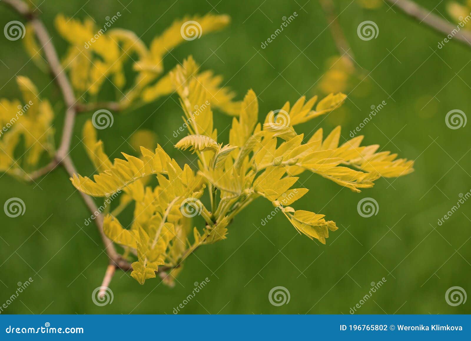 Gleditsia Triacanthos `Sunburst` Stock Photo - Image of floral ...