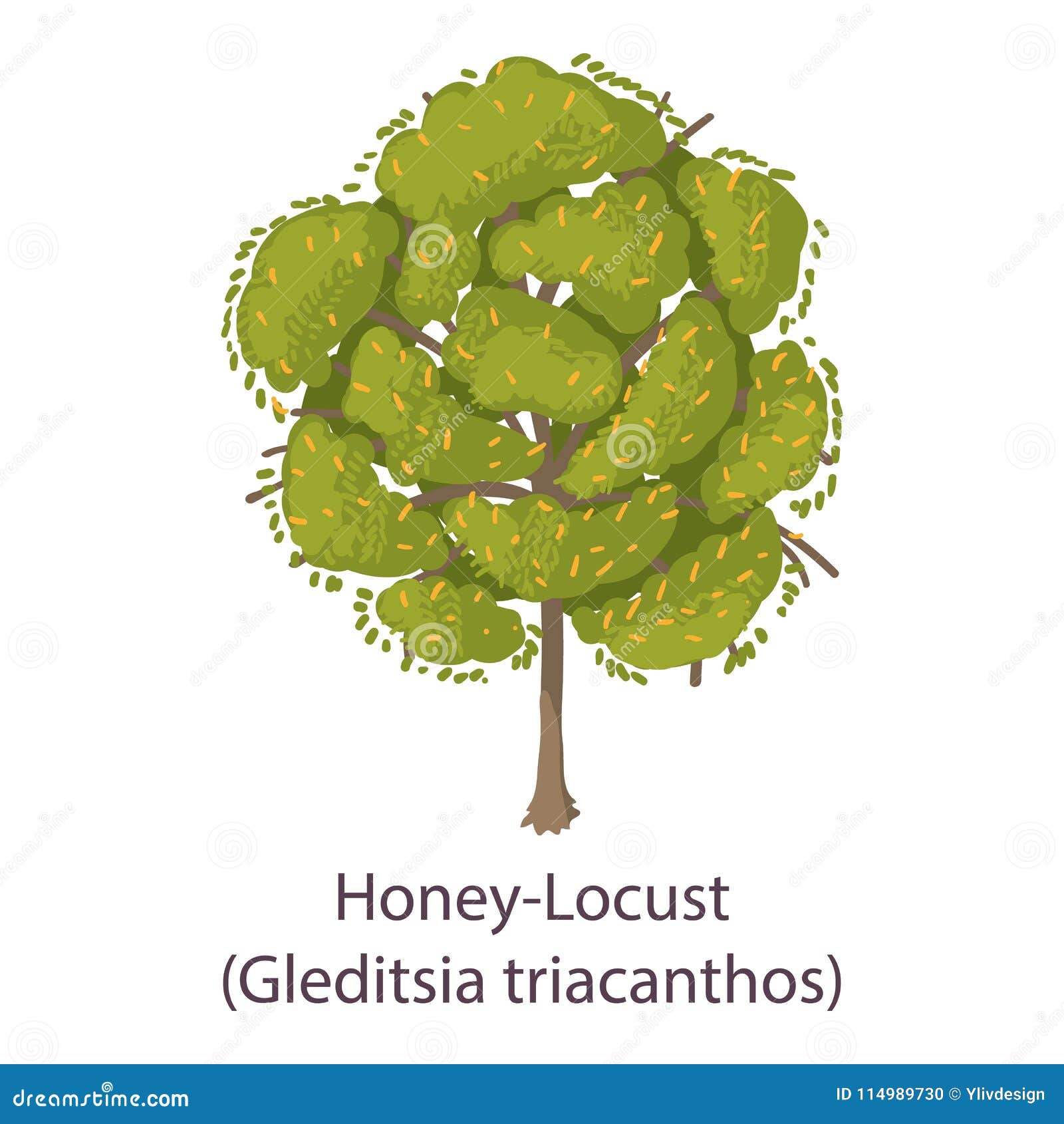 Honey Locust Icon, Flat Style Stock Vector - Illustration of nature ...