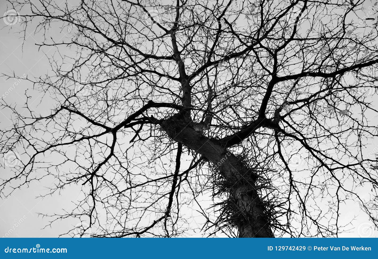 Honey Locust Tree in the Fall from a Low Angle View. Gleditsia ...