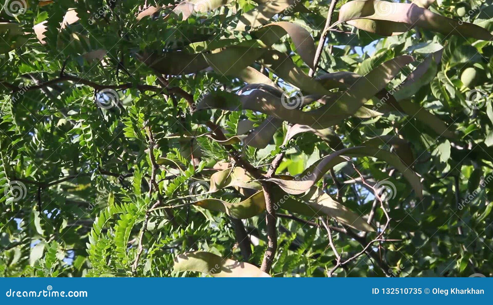 Honey Locust tree stock video. Video of branch, fruit - 132510735