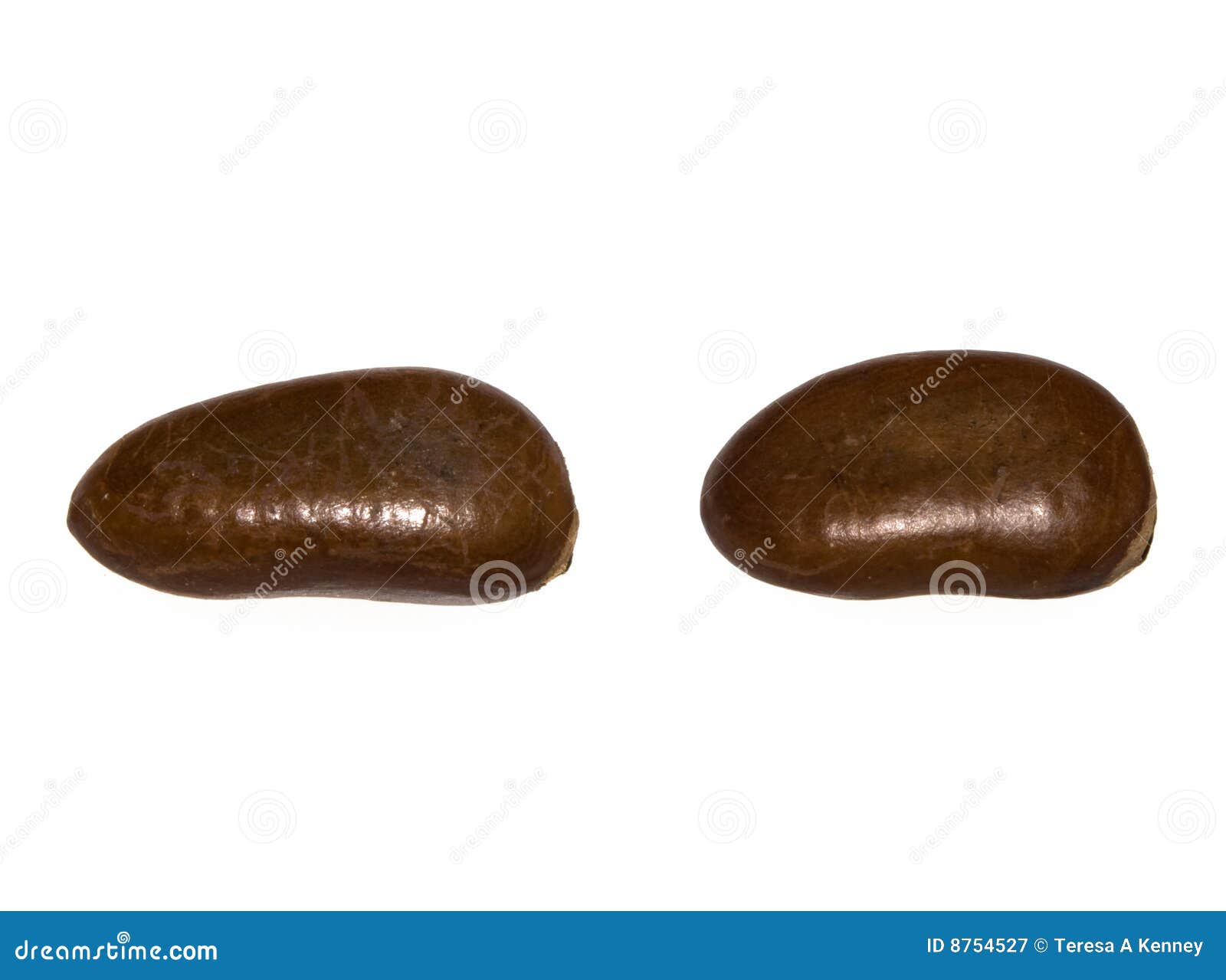 Honey Locust Tree Seeds stock image. Image of detail, north - 8754527