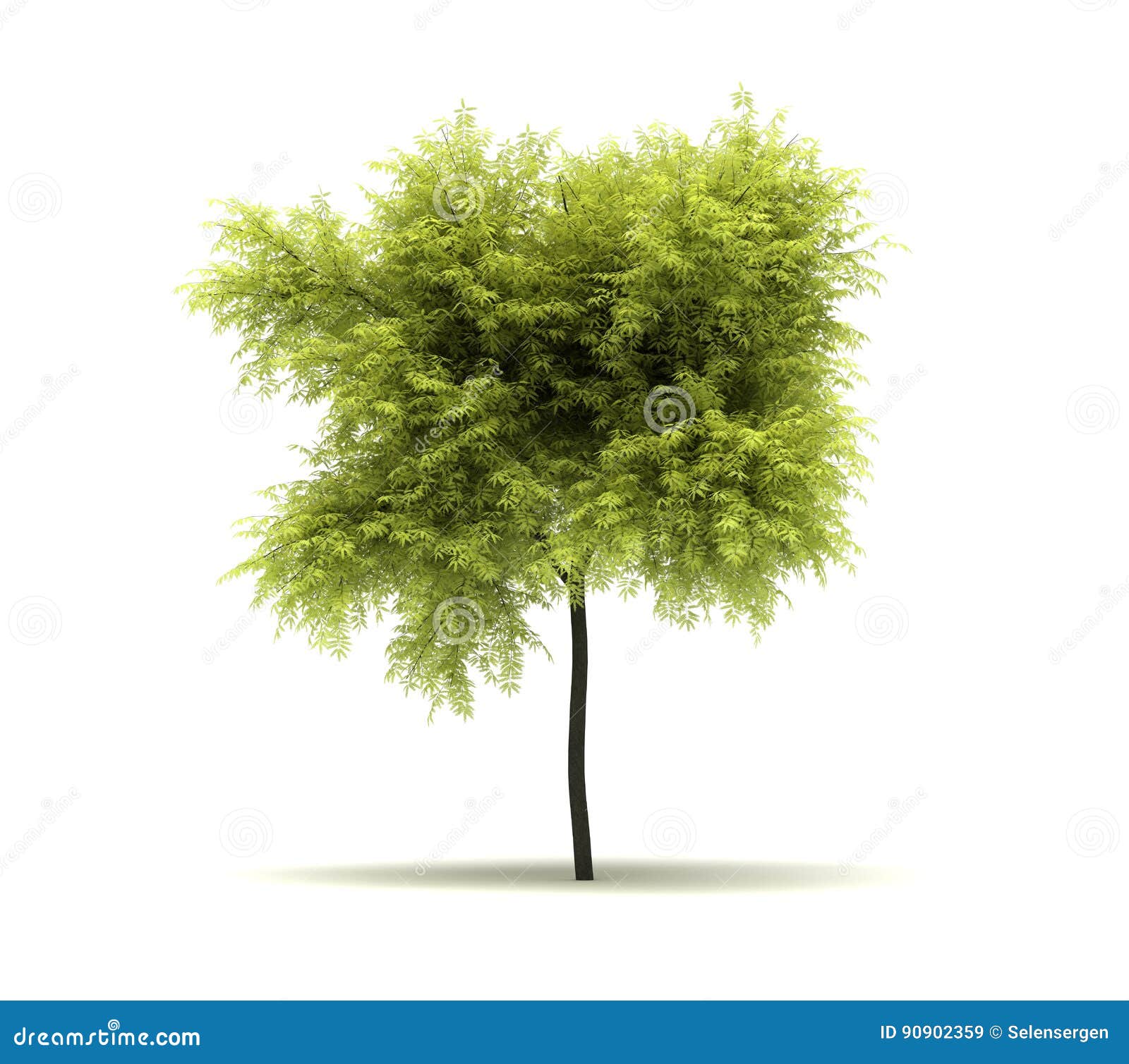 Honey Locust Tree simple illustration stock. Illustration du feuillage ...