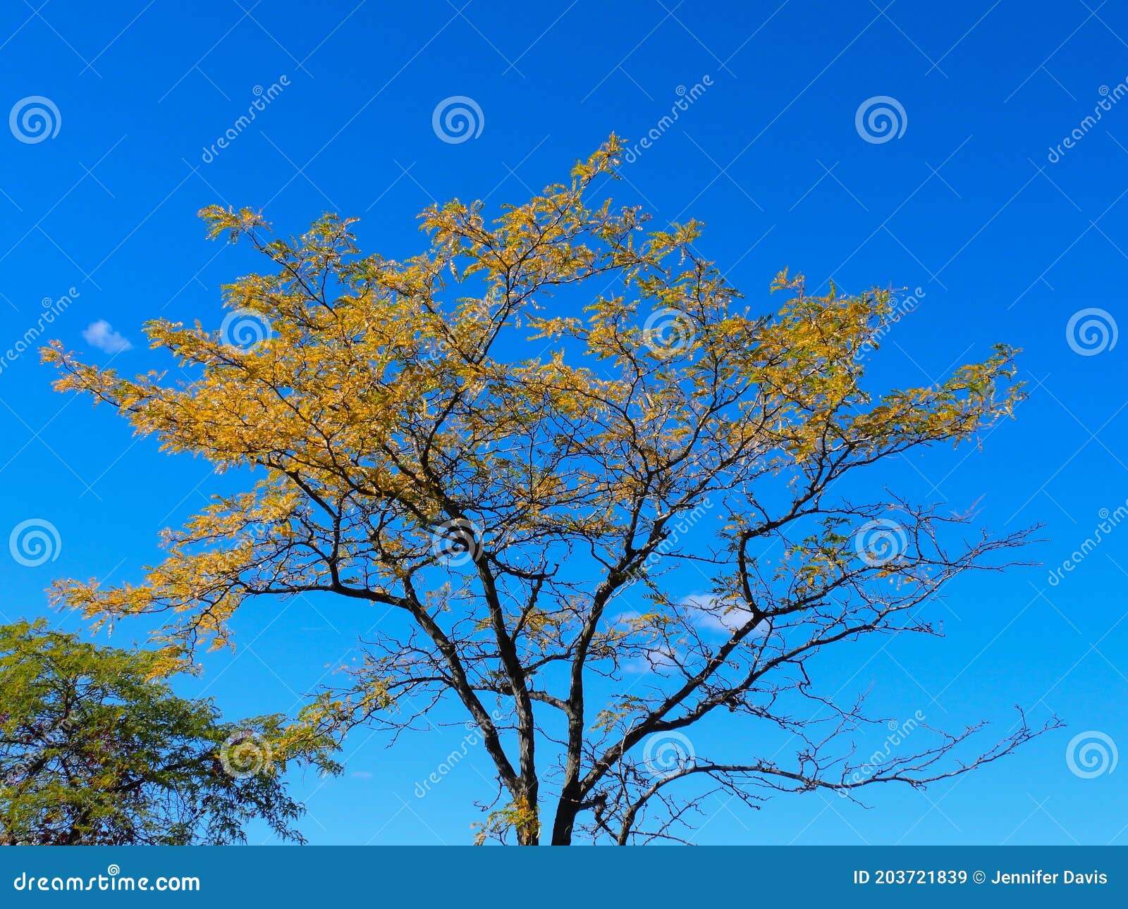 Honey Locust Tree with Yellow Fall Leaf Colors Stock Image - Image of ...