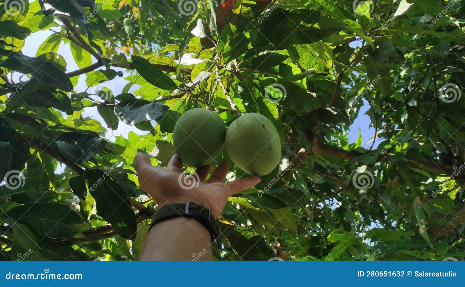 Honey Mango is Ready To Be Picked Stock Photo - Image of leaf, ready ...