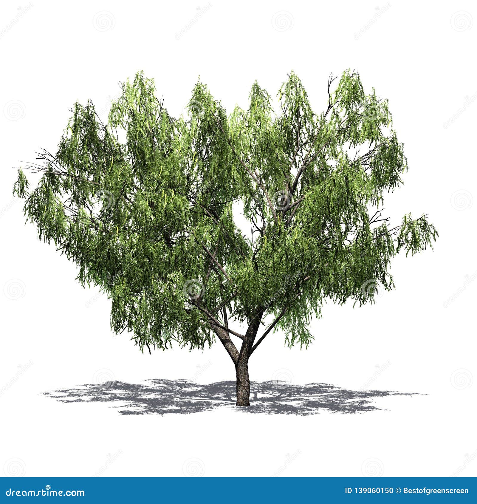 Honey Mesquite Branch. Prosopis Glandulosa. Leaves And Flowers. Vector ...