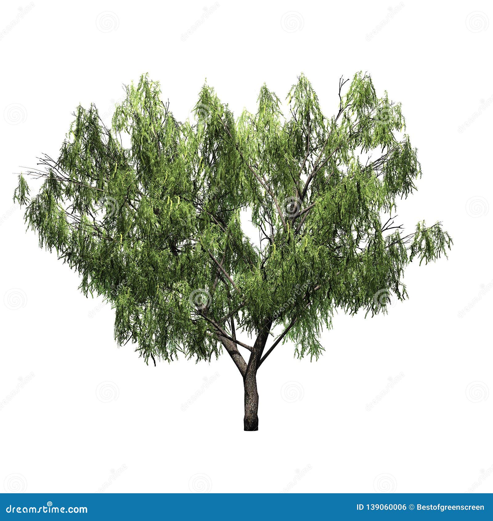 Mesquite Tree Stock Illustrations – 18 Mesquite Tree Stock ...
