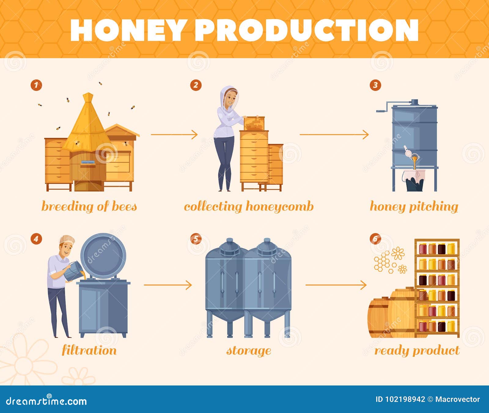 Honey Production Process Cartoon Flowchart Vector Illustratie ...