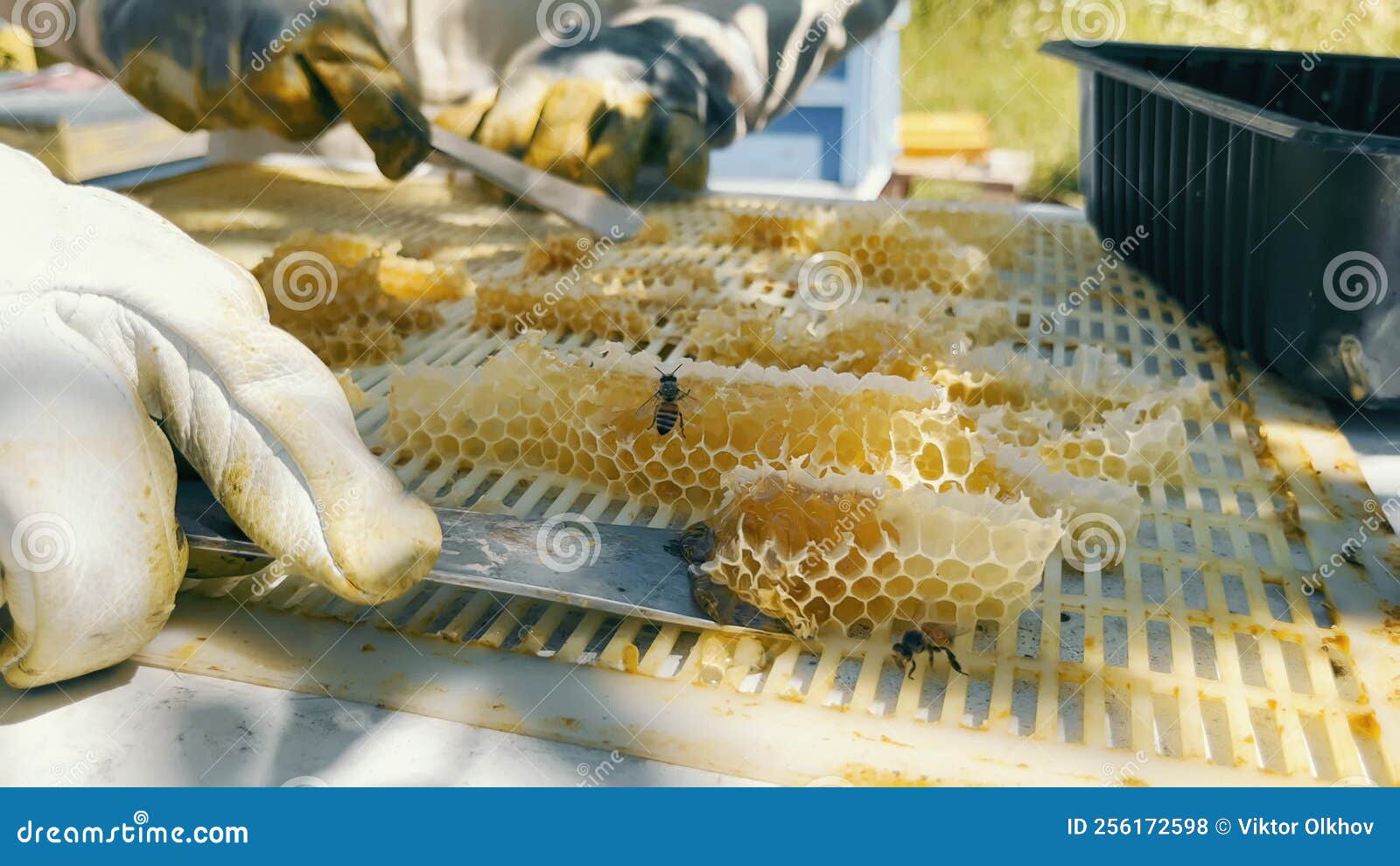 Honey Production Technology and Manual Work in Apiary Stock Footage ...