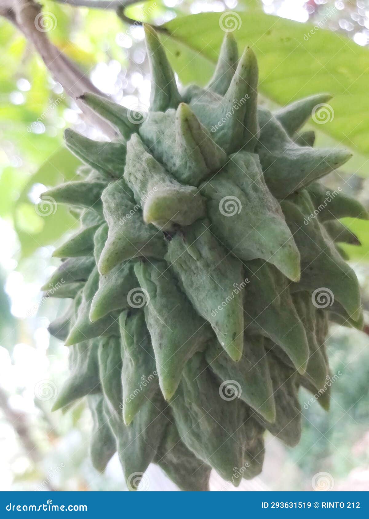 Honey Soursop Fruit Tastes Sweet And Looks Like Durian Fruit Stock Image Image Of Food Green