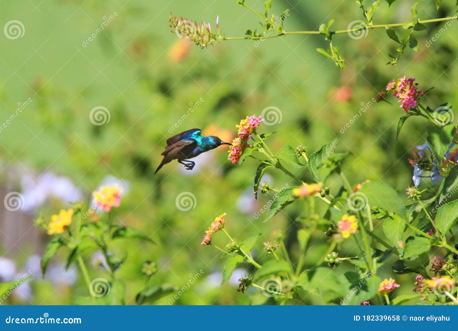 Honey Sucker Sunbird Flying Over the Flowers Stock Photo - Image of ... Honey Sucker Sunbird Flying Over the Flowers Stock Photo - Image of ...