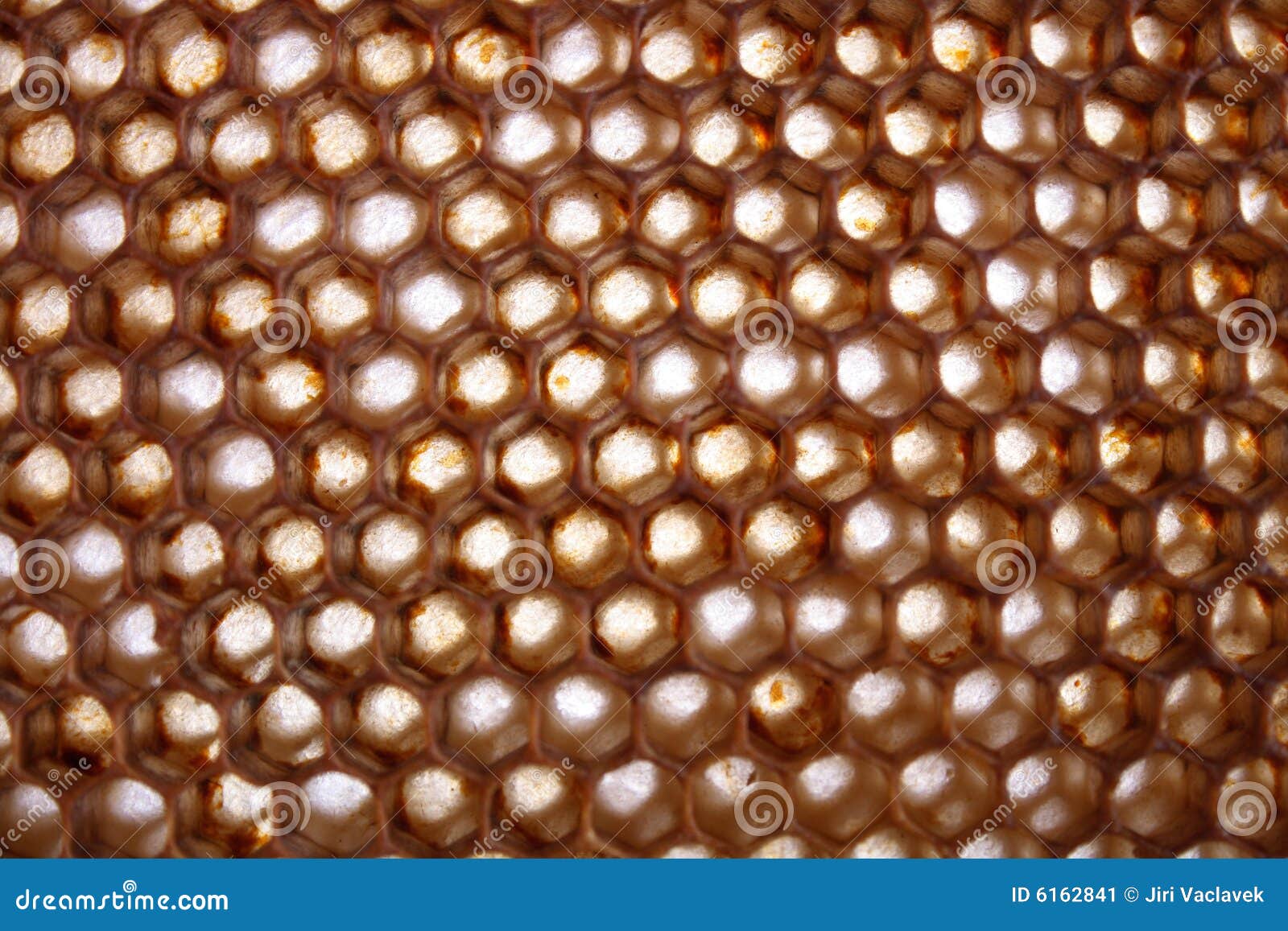 Honey Texture Picture. Image: 6162841