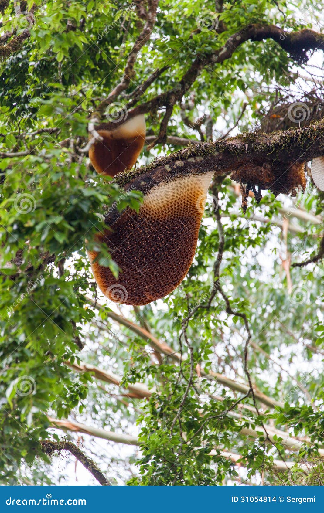Honey tree stock photo. Image of bunch, nest, pollination - 31054814