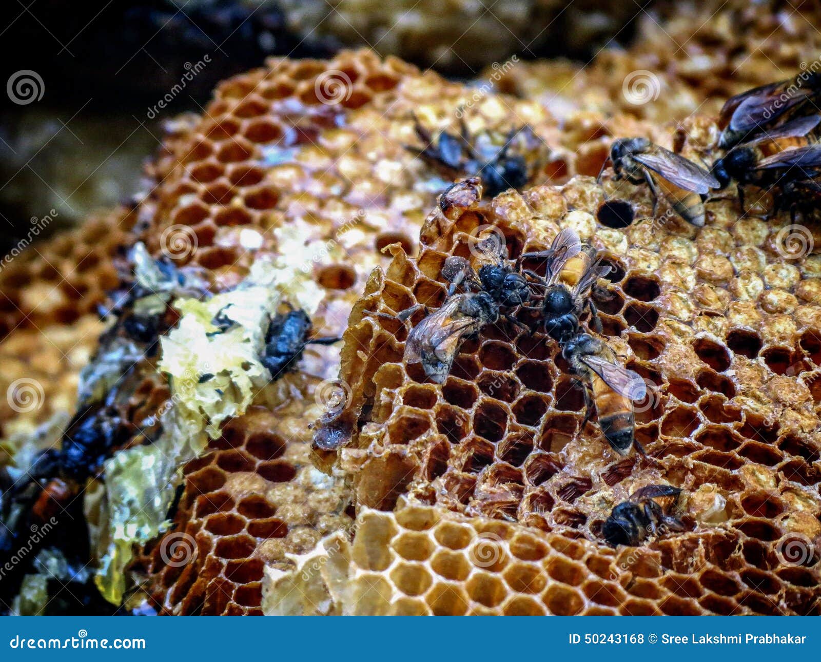 Royalty Free Images, Cartoons, Illustrations And Photos Designed By ...