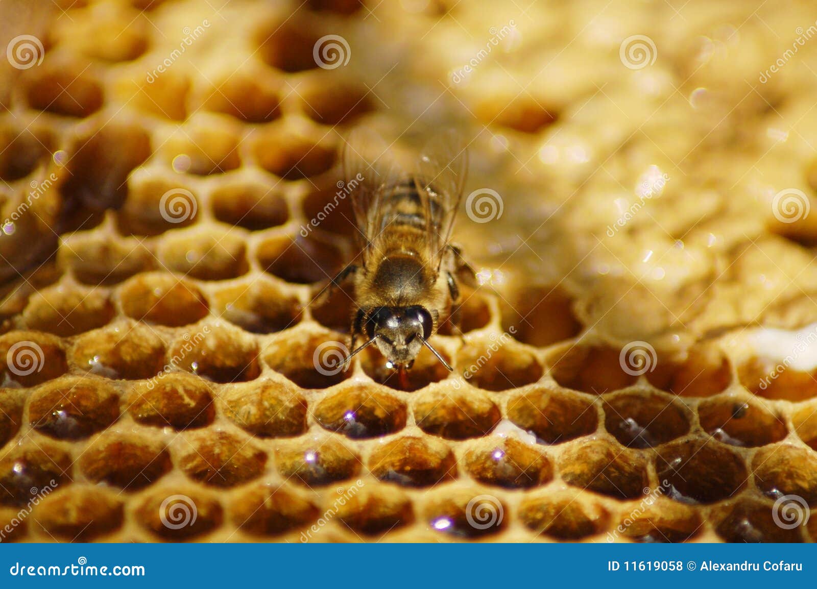 Honeybee stock photo. Image of apiculture, fauna, honeycomb - 11619058
