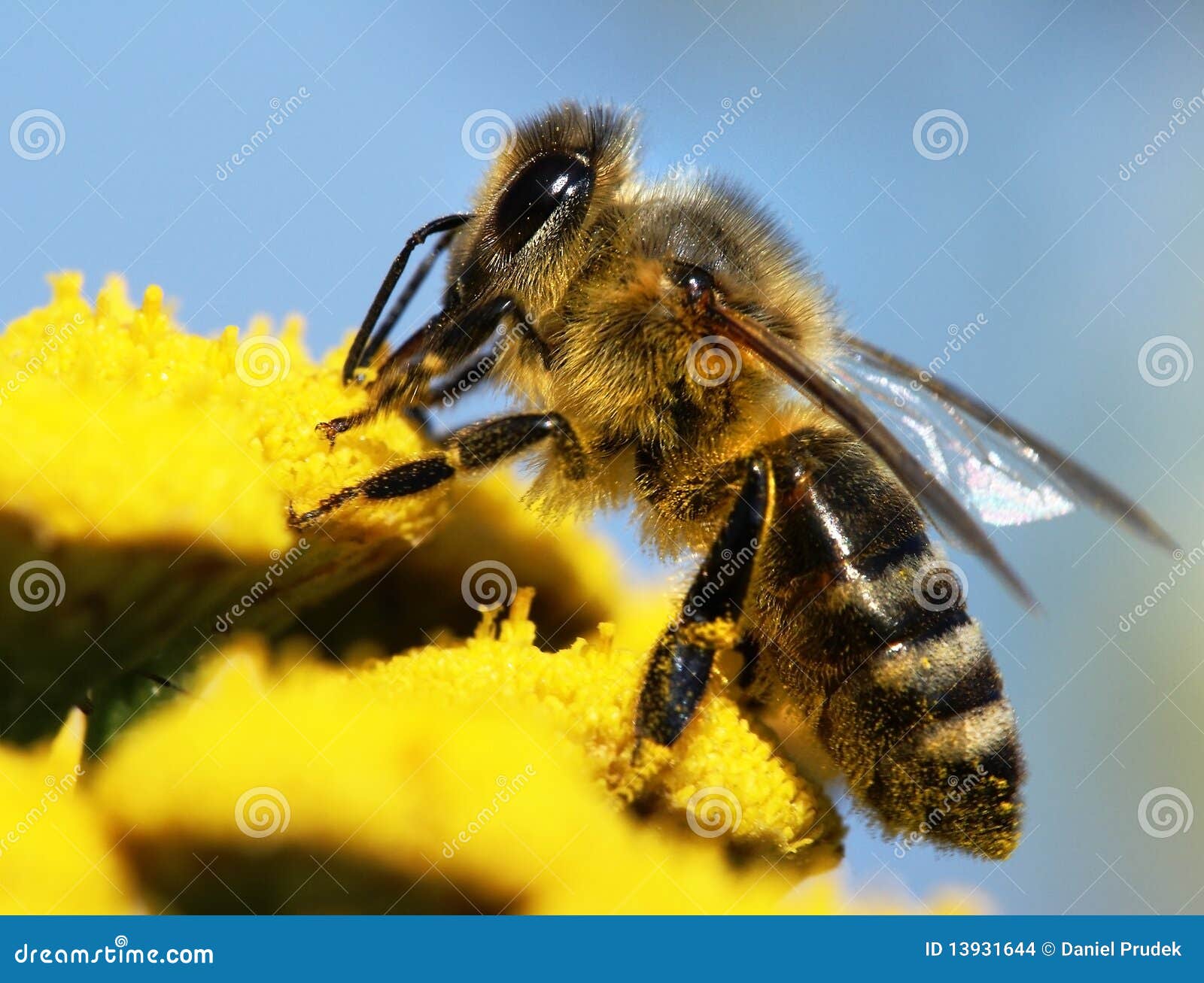 Honeybee stock photo. Image of beauty, probe, garden - 13931644