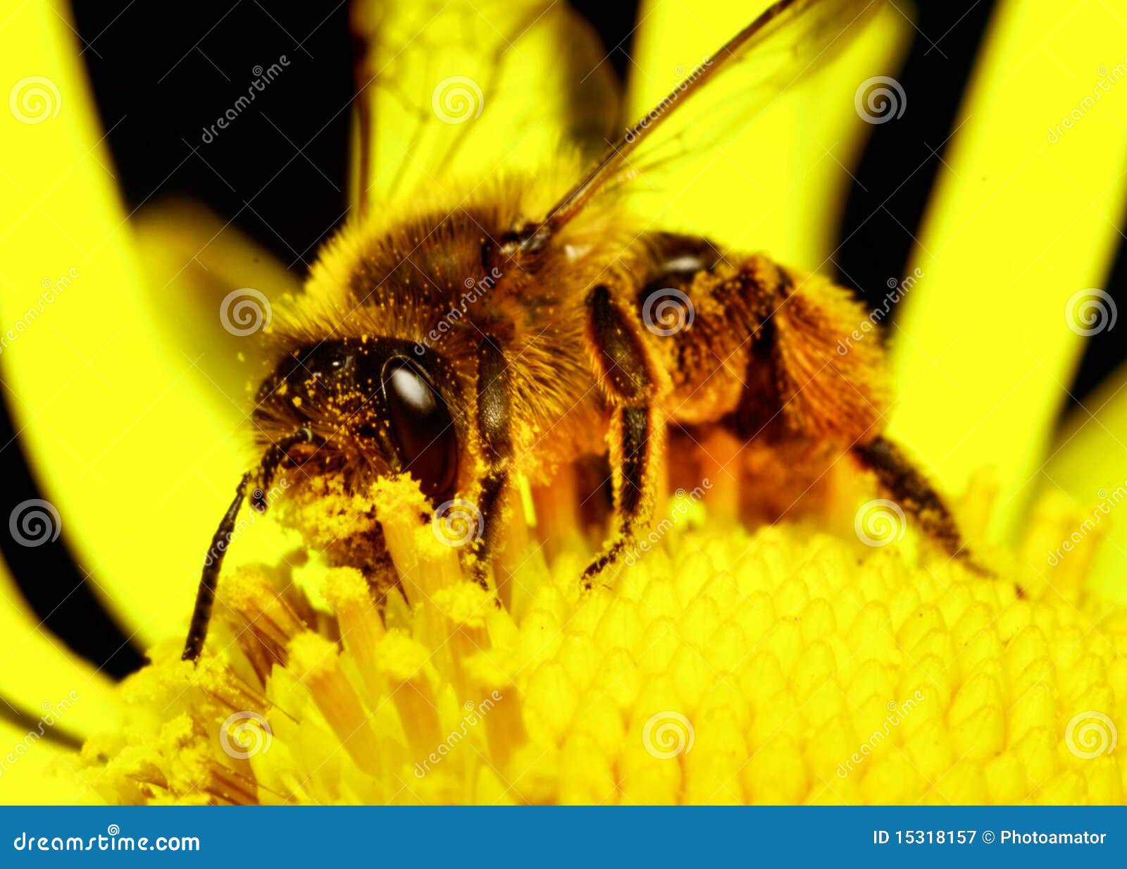 Honeybee stock image. Image of insect, plant, honeybee - 15318157