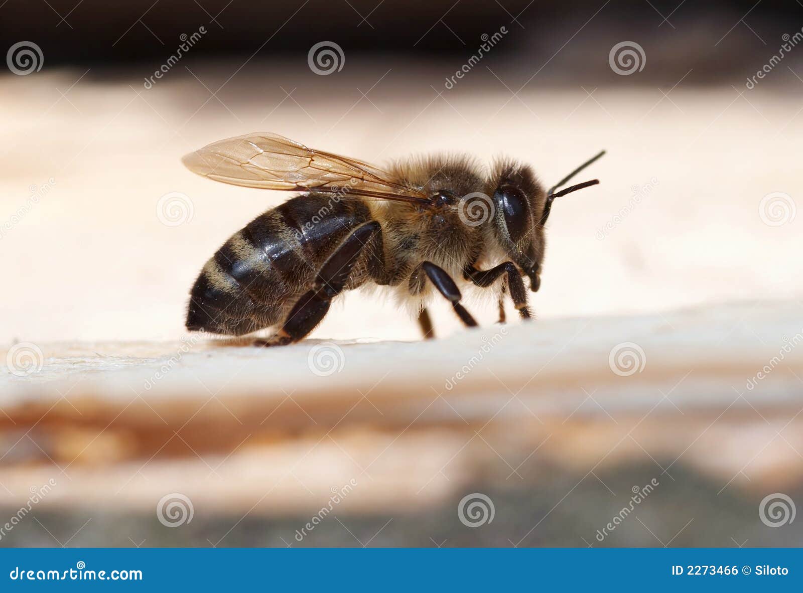 Honeybee stock photo. Image of worker, insect, honeybee - 2273466