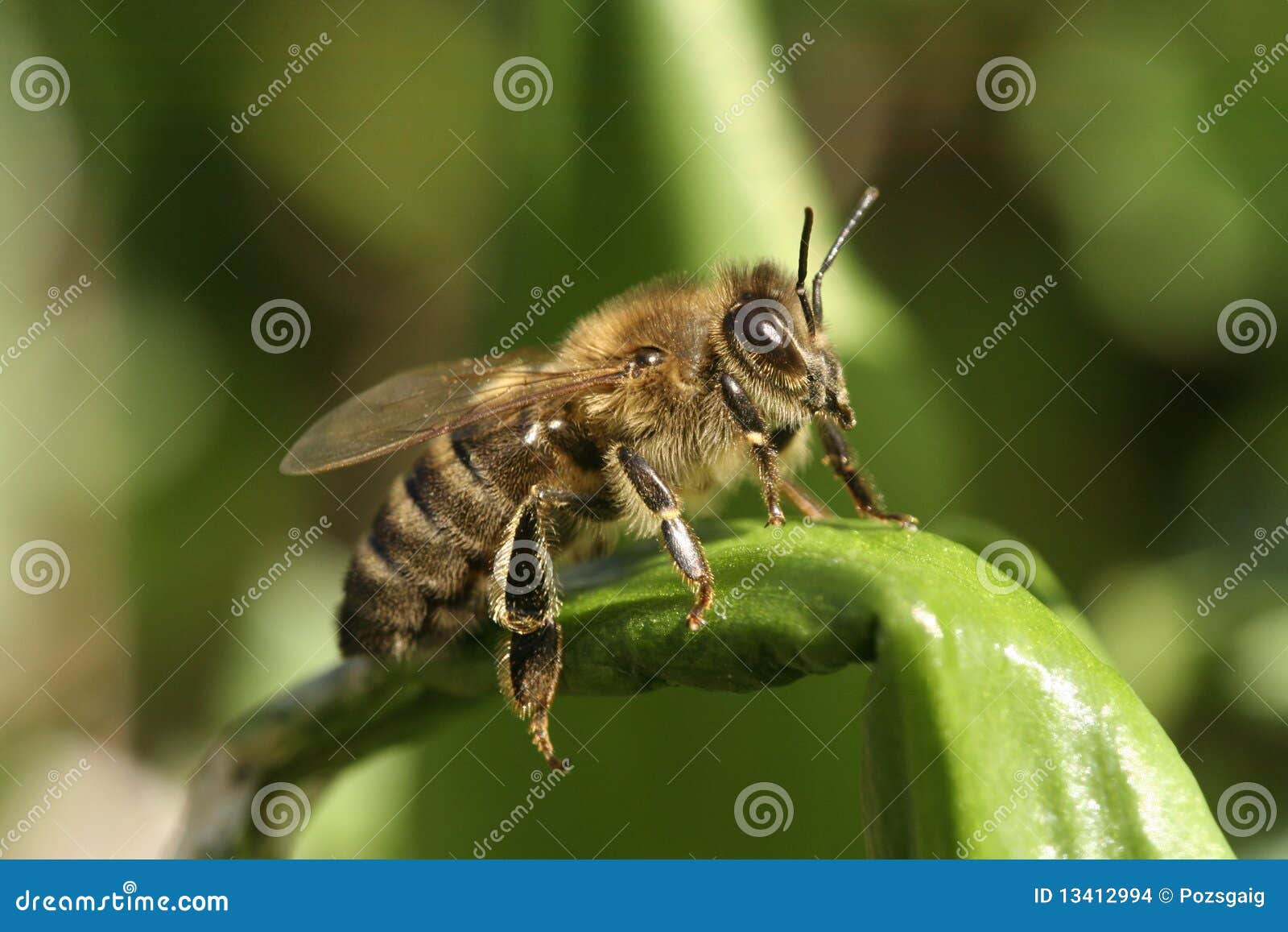 407 Insect Collapse Stock Photos - Free & Royalty-Free Stock Photos ...