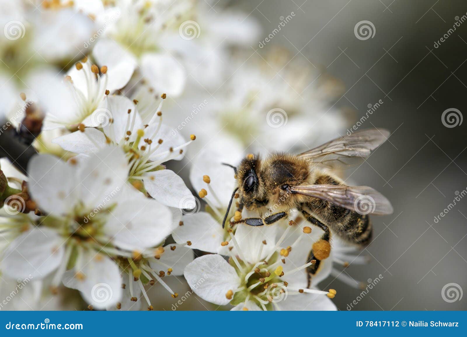Honeybee on Apple Tree in Spring Stock Photo - Image of twig, spring ...