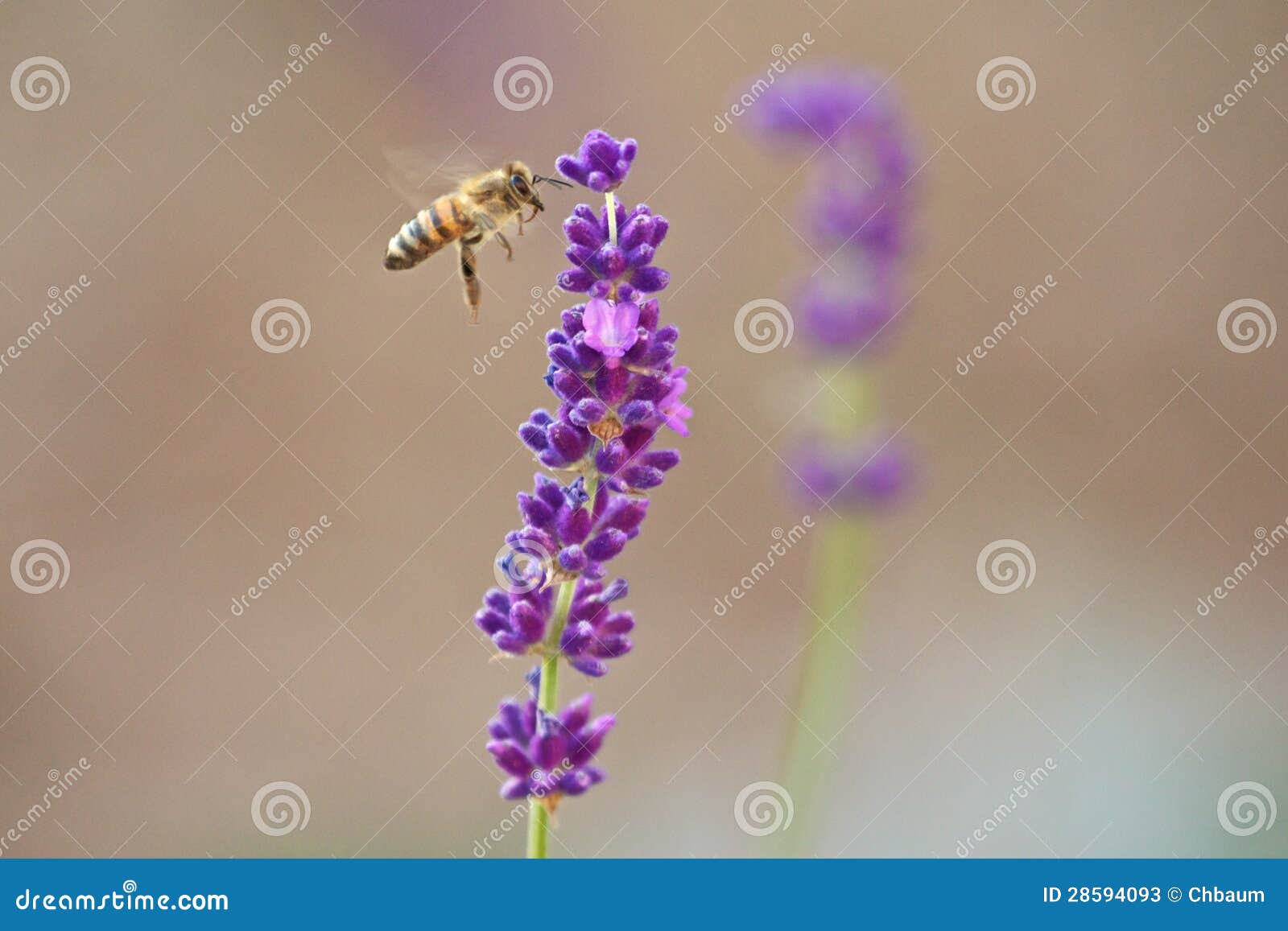 207 Chitin Carapace Stock Photos - Free & Royalty-Free Stock Photos ...