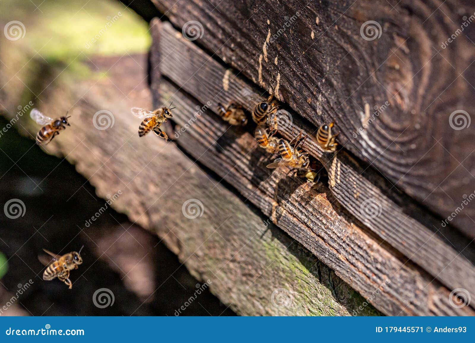 Honeybee Beehive with Bees Swarming Back To the Nest Stock Image ...