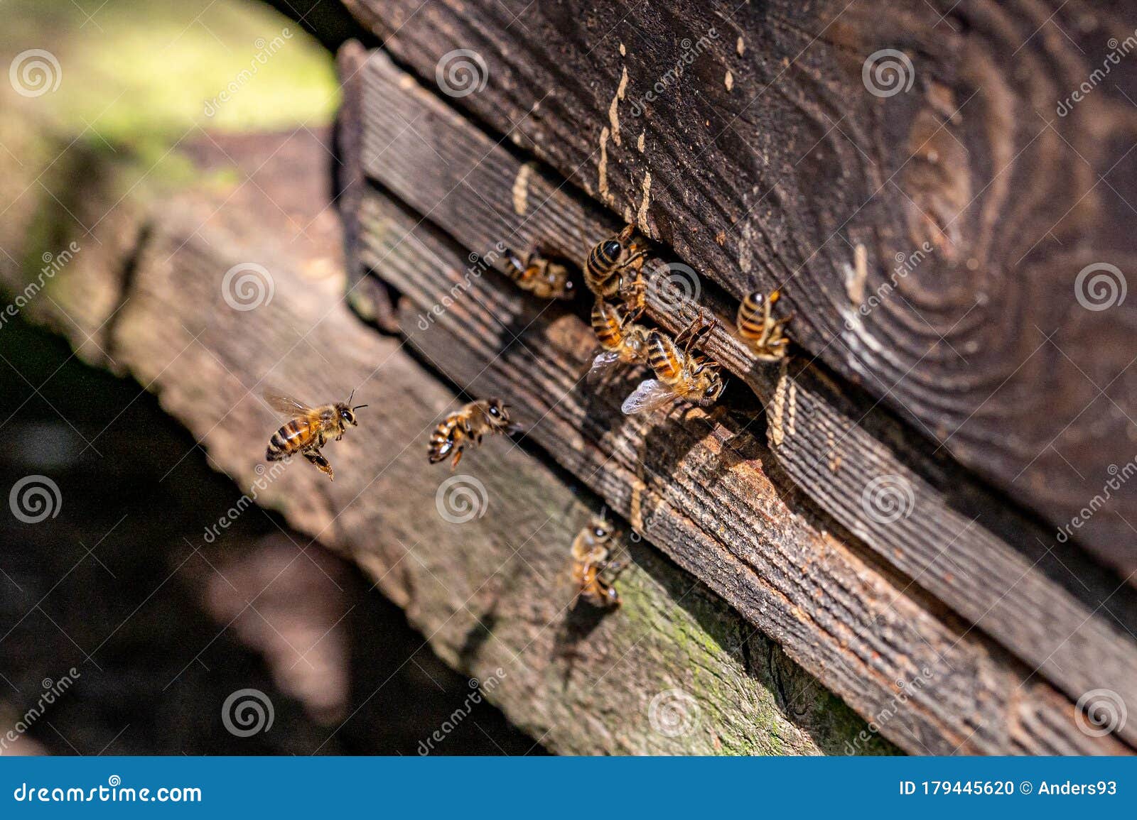 Honeybee Beehive with Bees Swarming Back To the Nest Stock Photo ...