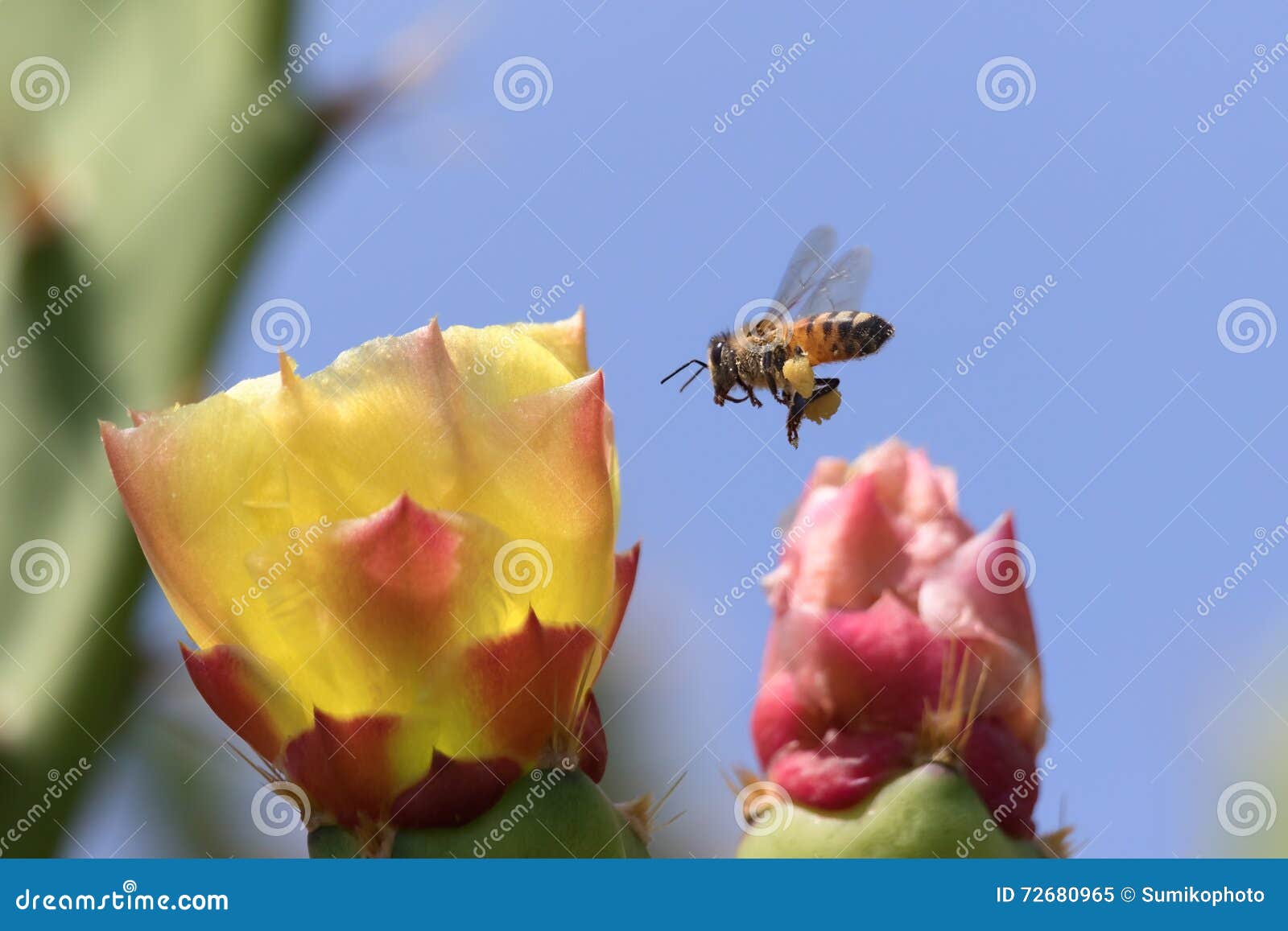 Honeybee and Cactus Flower stock image. Image of environment - 72680965
